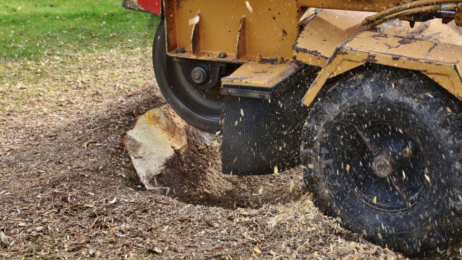 Stump Grinding vs. Stump Removal: Which is Best for Your Yard? - Joliet ...